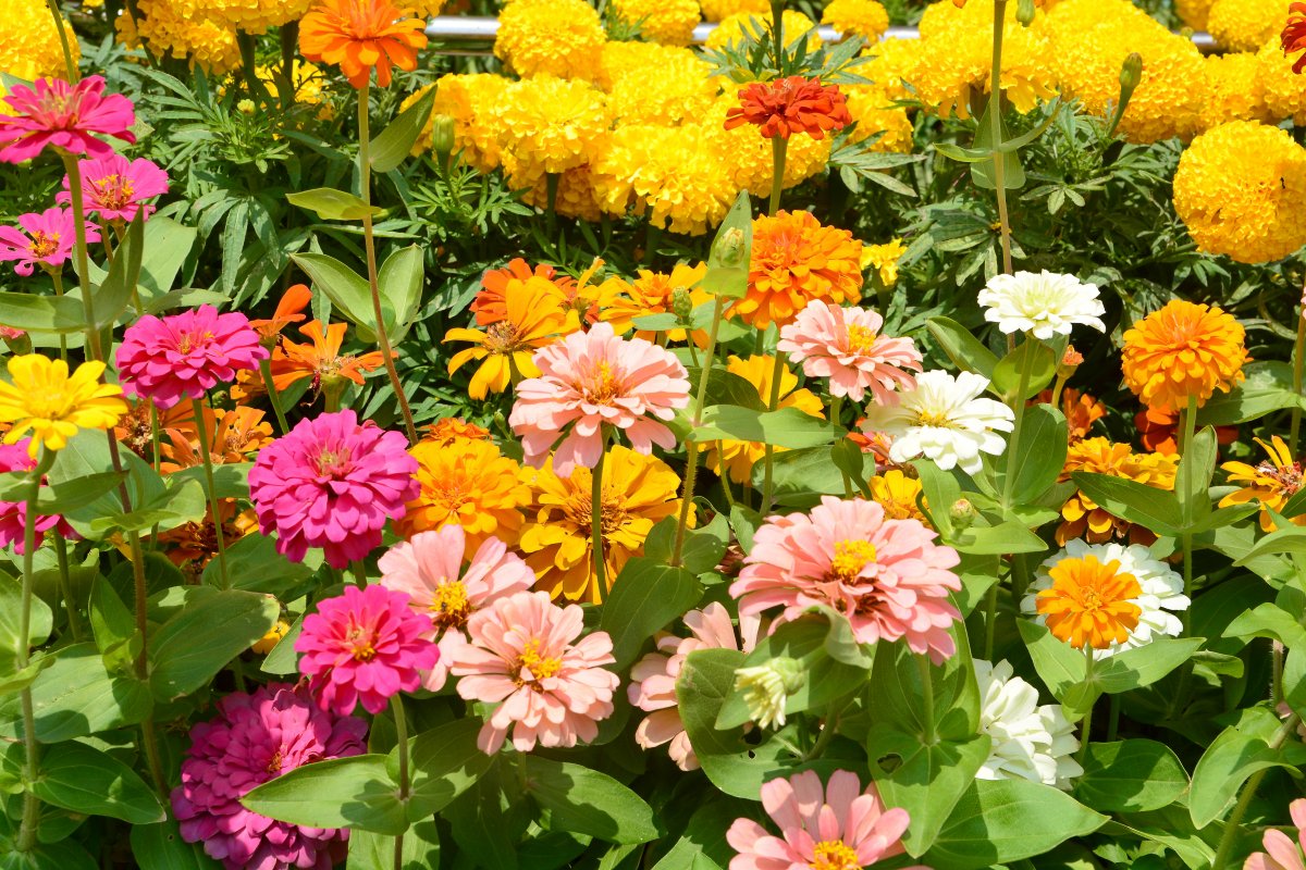 Cynia wytworna – królowa jednorocznych rabat. Jak ją uprawiać, by ...