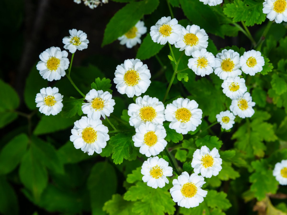 Na co pomaga złocień maruna?