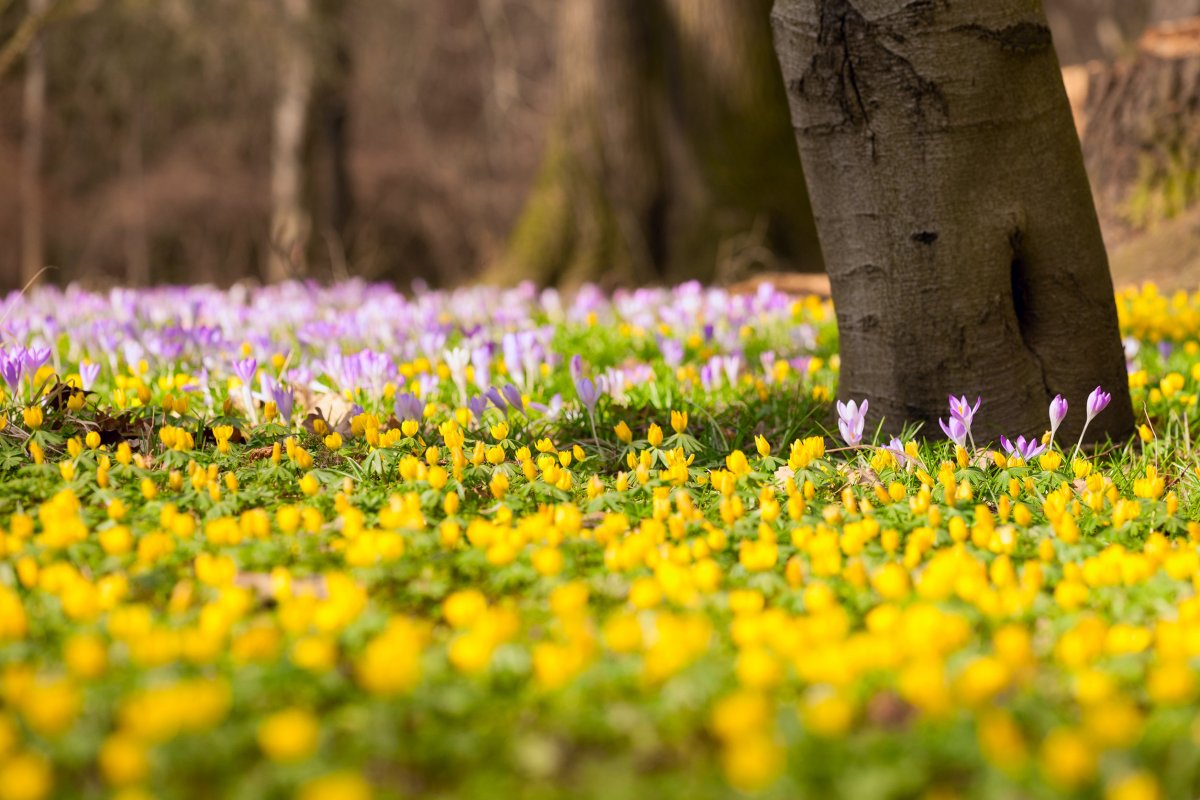 Jak uprawiać ranniki?
