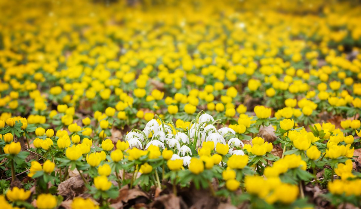 Jak uprawiać ranniki?
