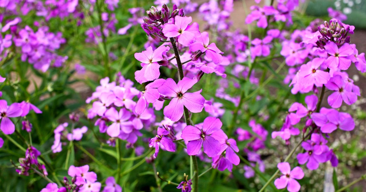 3 nietypowe ozdobne byliny, które warto posadzić jesienią